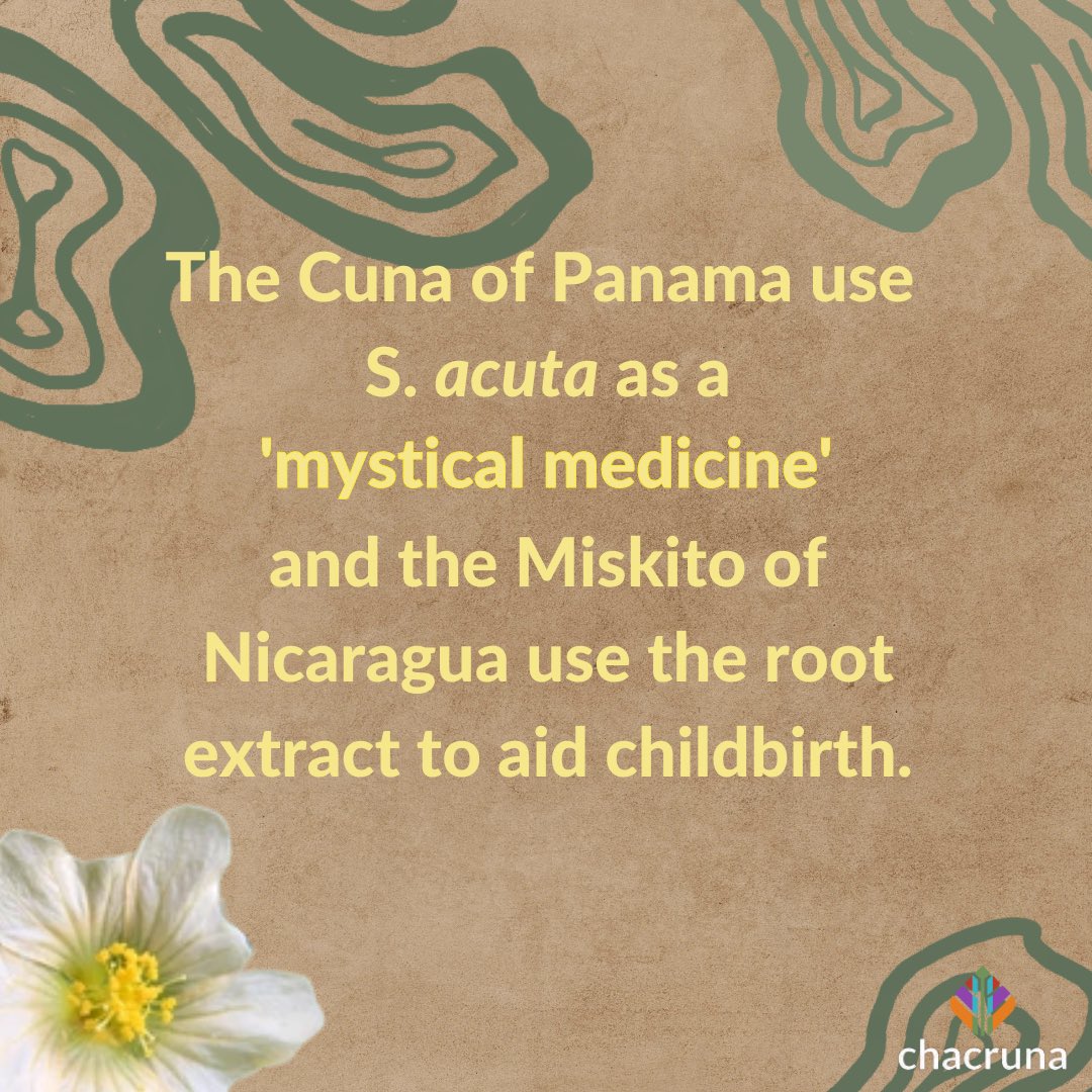 Chacruna Institute on Twitter: "For #SacredPlantFriday🌱, we continue an exploration of the ...