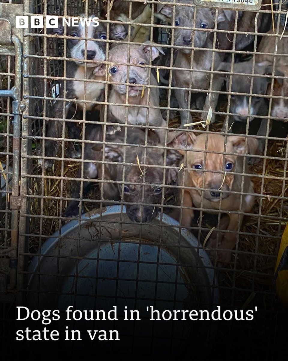 BBC East Midlands on Twitter: "Awful 😢 The 18 dogs and puppies were found in the worst state the ...
