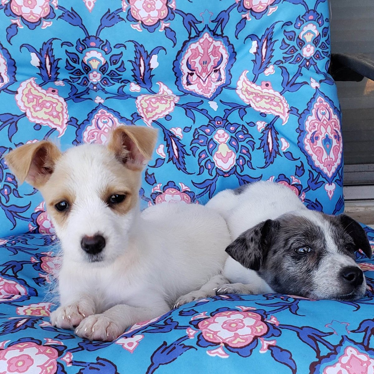 sas-on-twitter-rt-lwhadoptables-meet-deedee-and-dexter-these