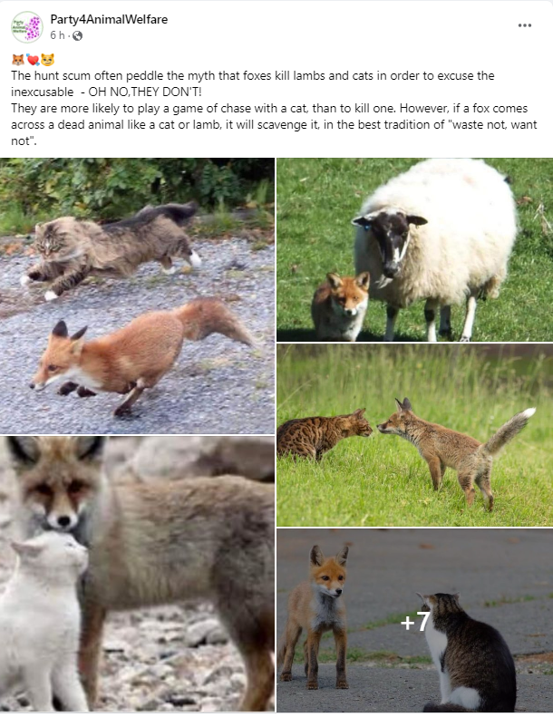 Norwegian Forest Cat Chasing Fox