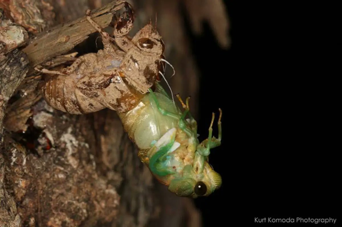 Más Ciencia on Twitter: "Proceso de muda (ecdisis) del exoesqueleto en un cigarra"