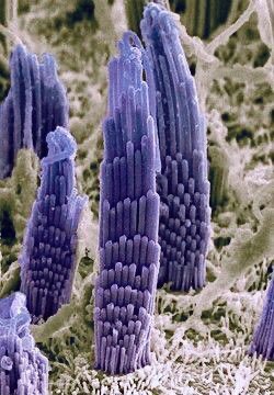 Hair Cells Under A Microscope