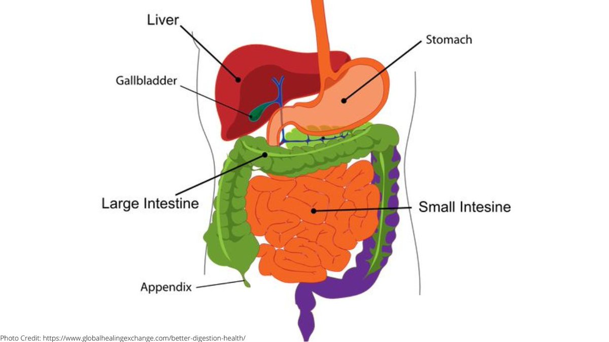 Do You Want to Lose Weight? Struggling with Bowel Movements? Clean Out ...
