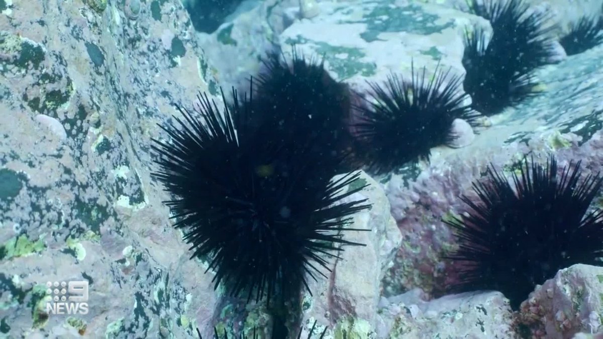 We've long heard of how the crown of thorns starfish has destroyed huge ...