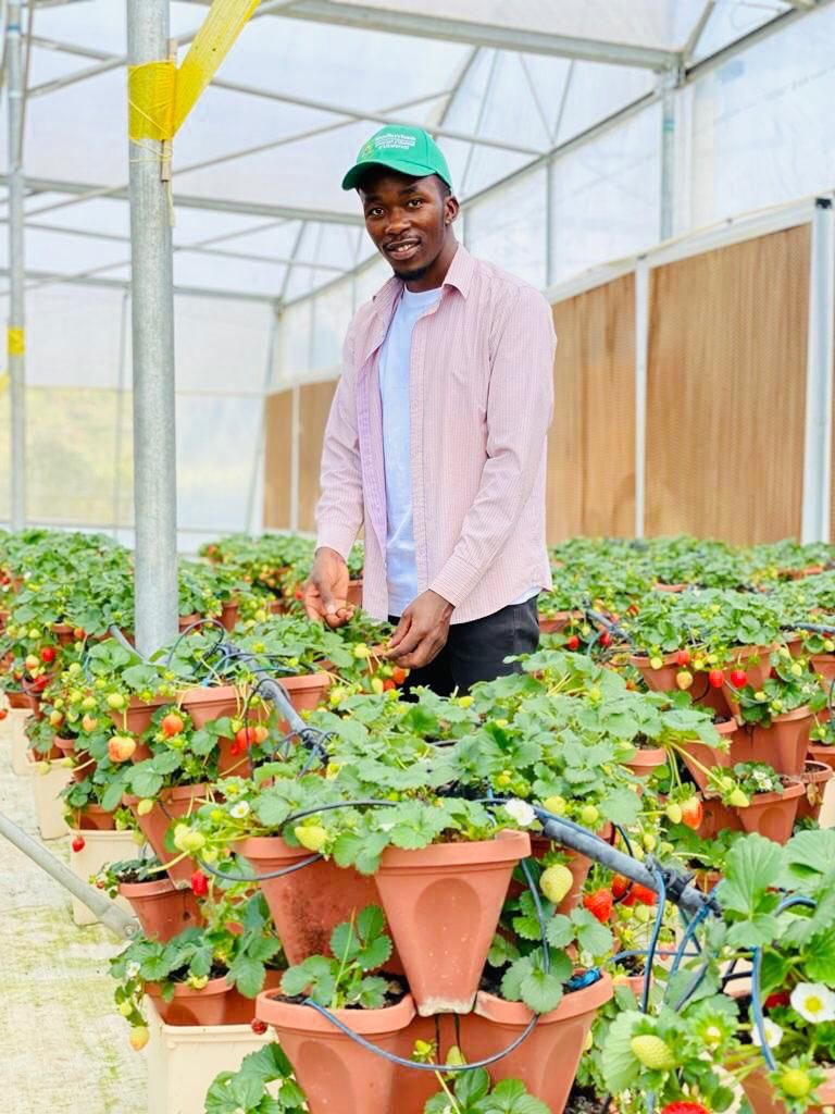 5 Factors that can affect the yield of strawberries. - Thread from Jean ...