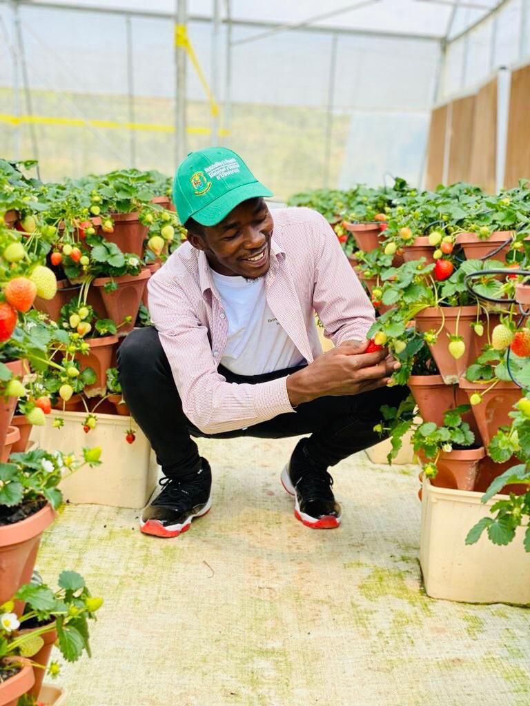 5 Factors that can affect the yield of strawberries. - Thread from Jean ...