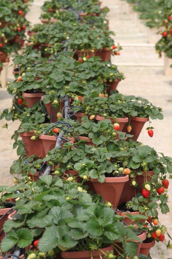 5 Factors that can affect the yield of strawberries. - Thread from Jean ...