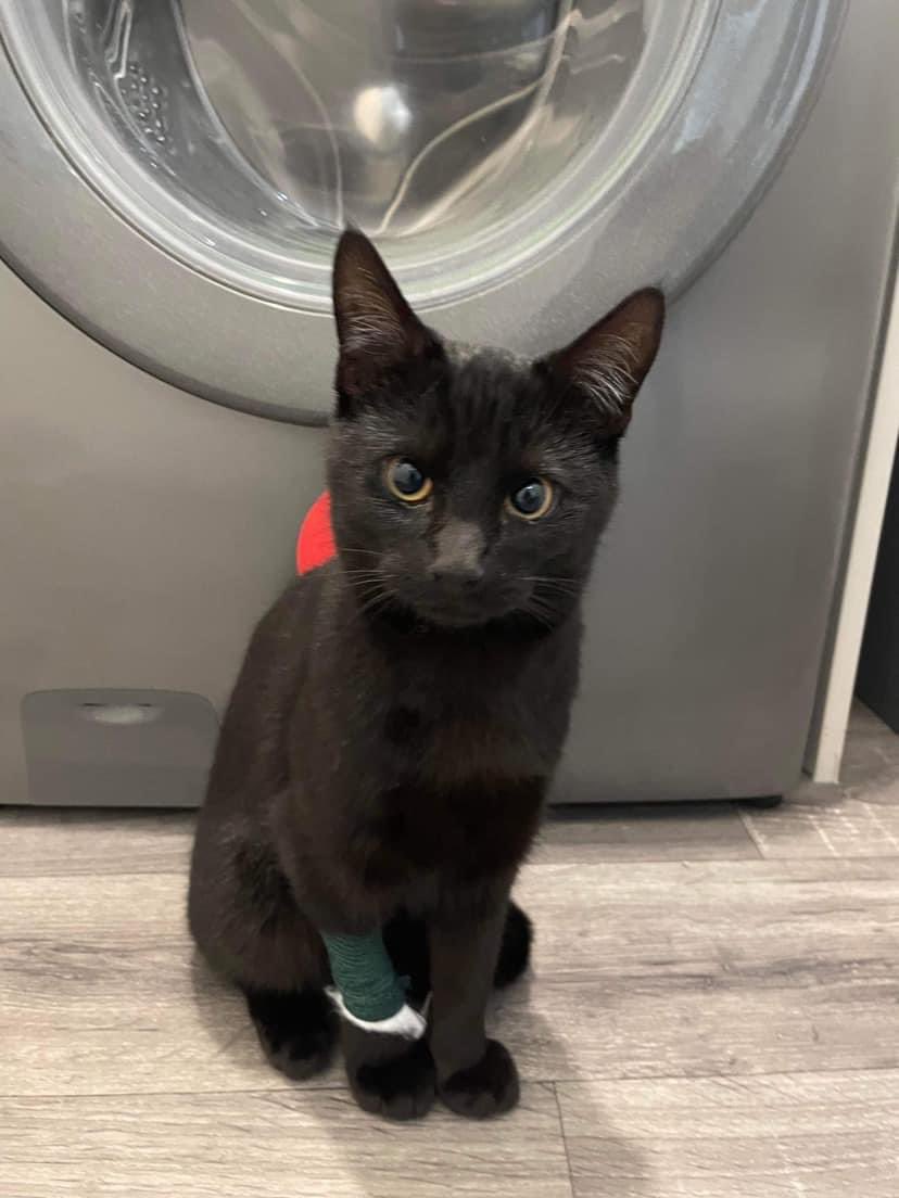 Henry's Haven Cat Rescue (@HenrysHaven) / Posts / X