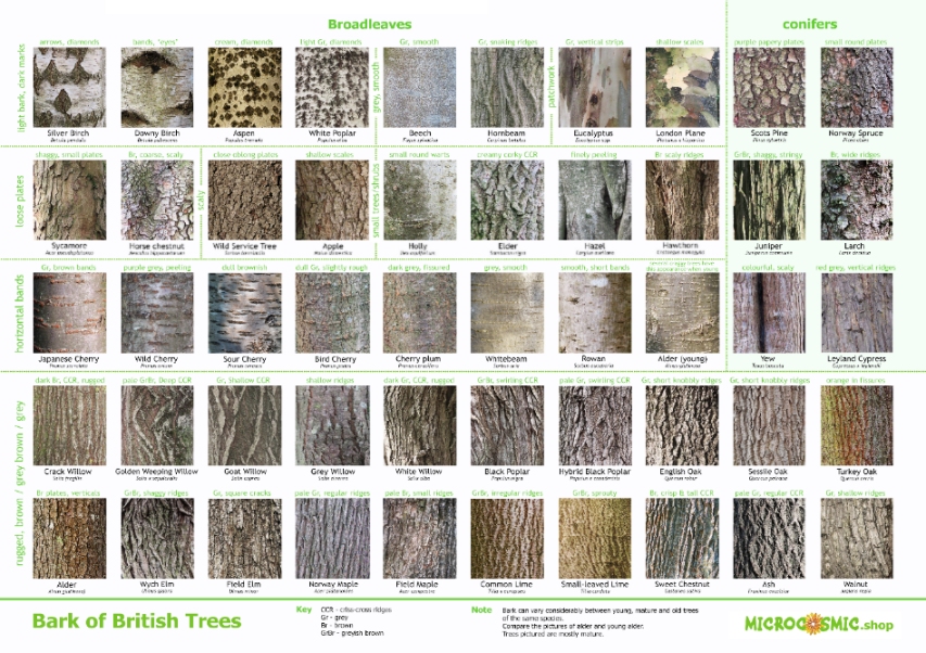 Different Types Of Tree Bark