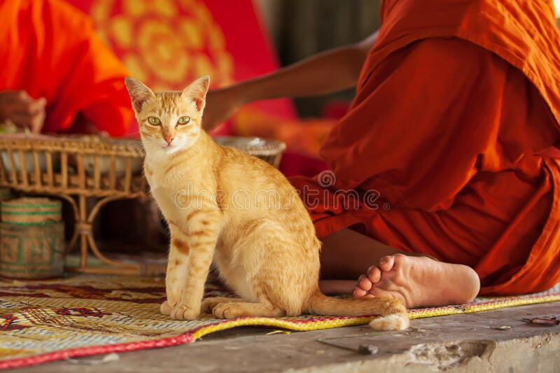 Thread by @asociacionLara on Thread Reader App – Thread Reader App