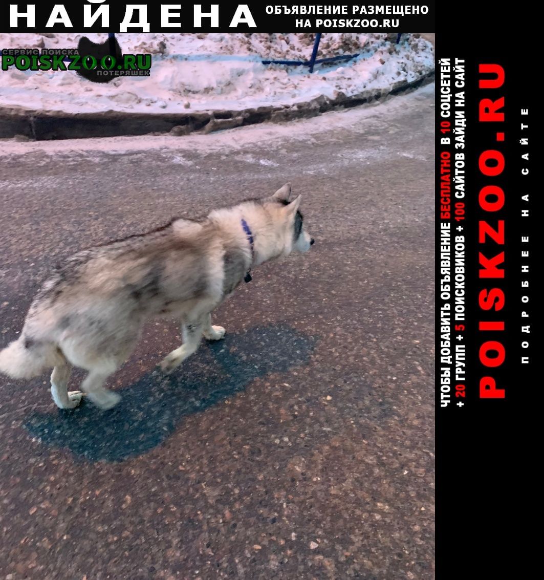 POISKZOO.RU™ on Twitter: "Найдена собака в г в районе дома чайковского 25 Лобня Подробнее по ...