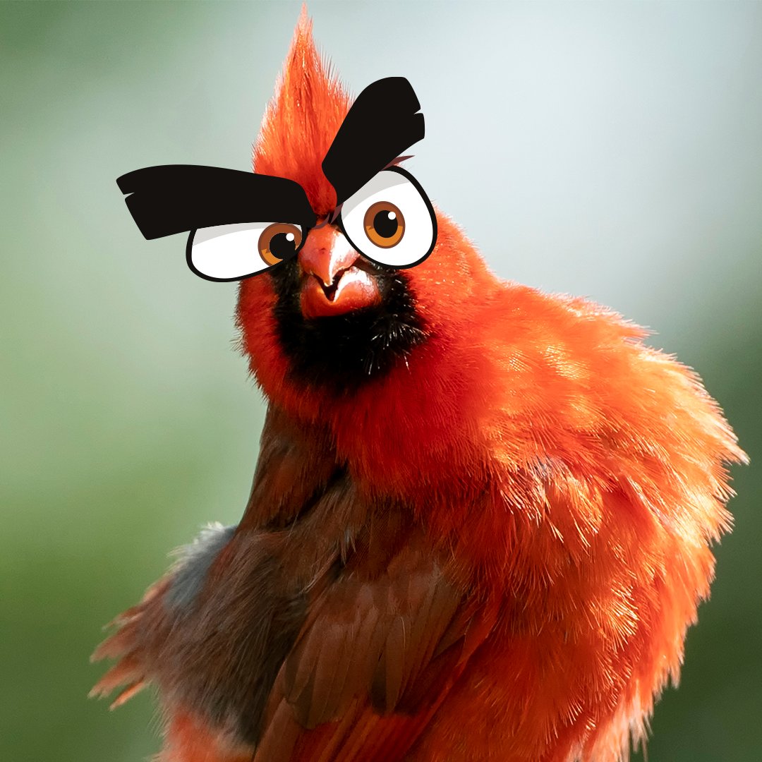 Real Angry Birds Names