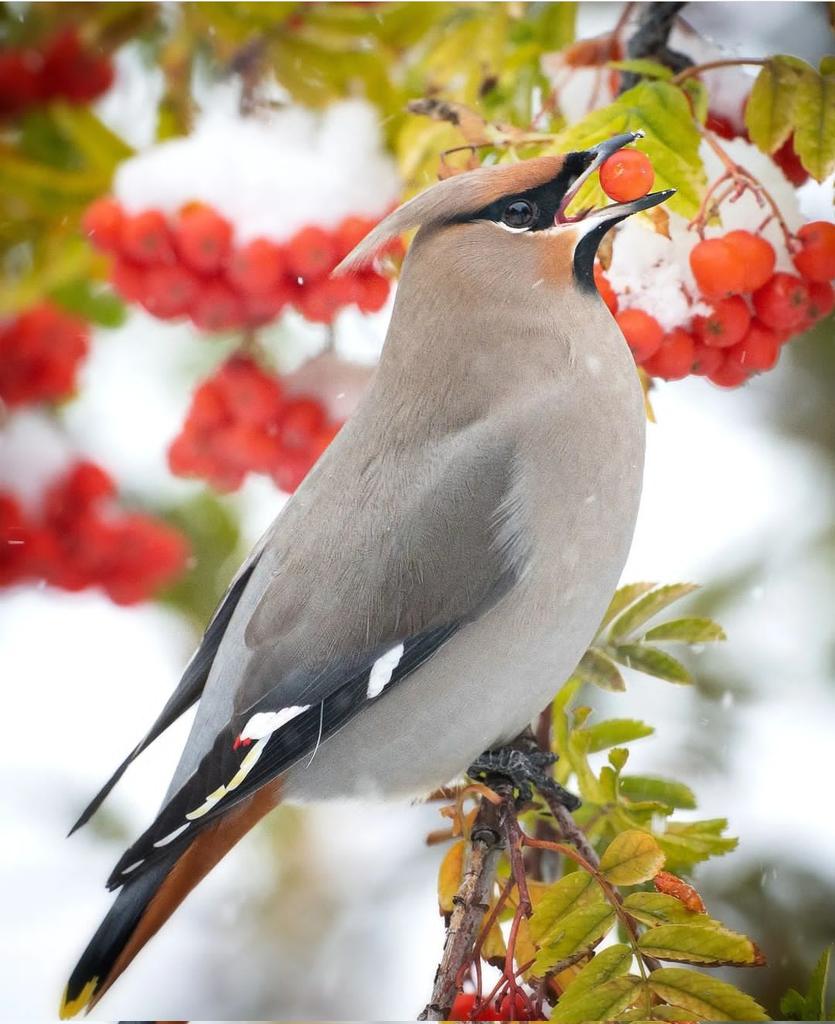 isao kashiwabara on Twitter: "@satsuki_miwa411 おはようございます♬ https://t.co/q15e2Sb1AL" / Twitter