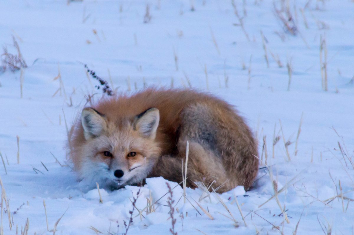 Mincy/ Bobble | PLEASE DONATE TO 🇹🇷| on Twitter: "RT @hourlyfoxes: HourlyFoxes presents:"