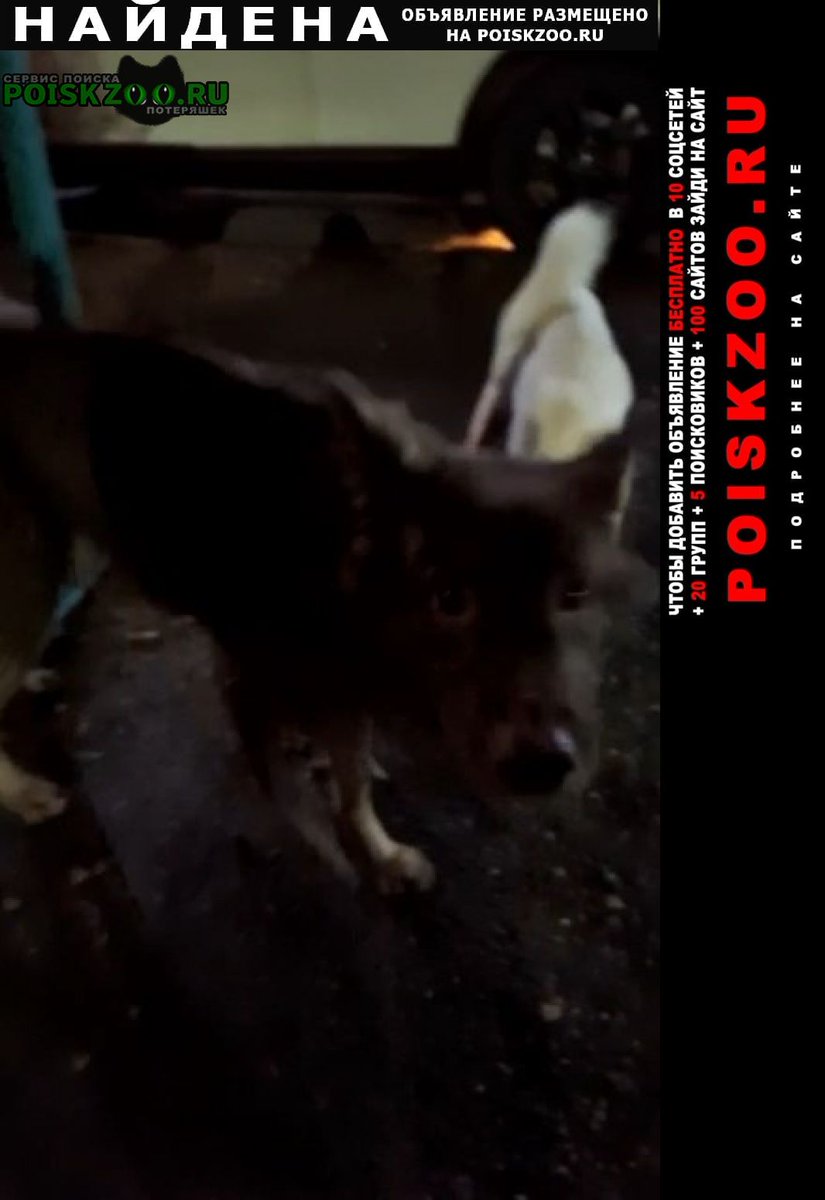 POISKZOO.RU™ on Twitter: "Найдена собака кобель Краснодар Подробнее по ссылке: https://poiskzoo ...