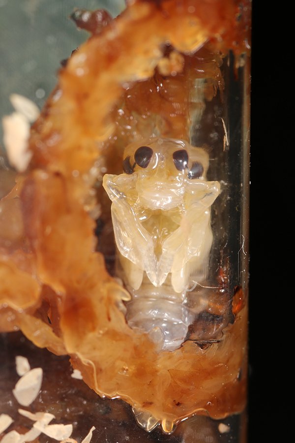 ピン・セイダイ Nagashima, Seidai on Twitter: "RT @mino_insect: スタッフの“こん”さんに「オキナワオオズスマシの蛹の複眼に色が着きましたよ」と ...