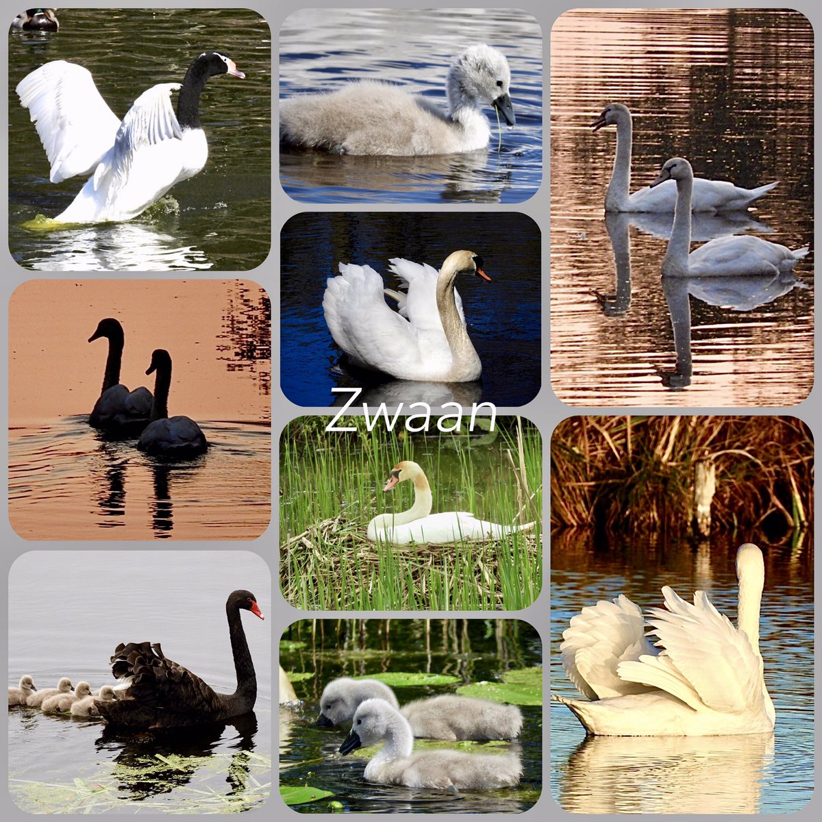 Mieke Poiesz on Twitter: "Dag 19 van de #februarivogelmaand een initiatief van @wilma_meijerink ...