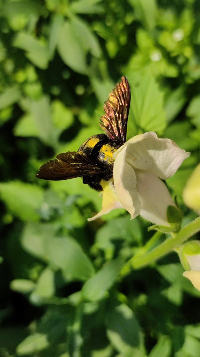 Bees play a critical role in agriculture sustainability, and their ...