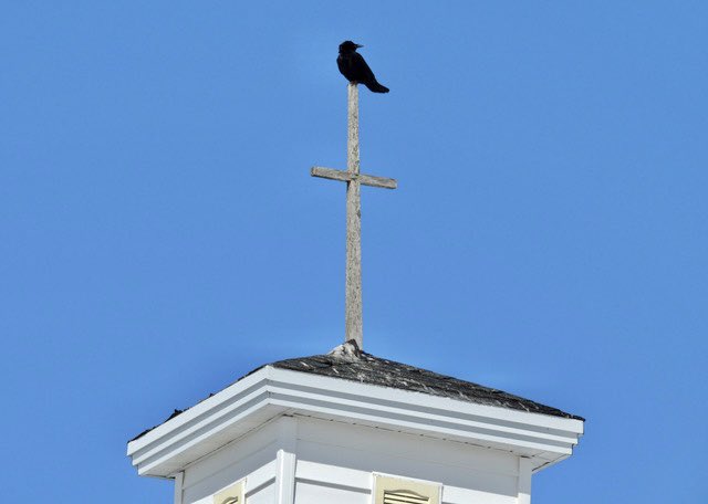How appropriate. On Sunday this black crow is attending church by ...