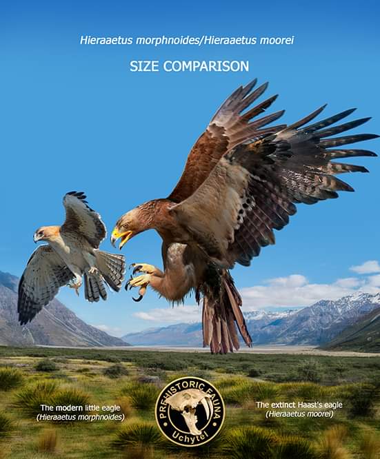 Prehistoric.Fauna on Twitter: "Haast's eagle became extinct around 1400, following the arrival ...