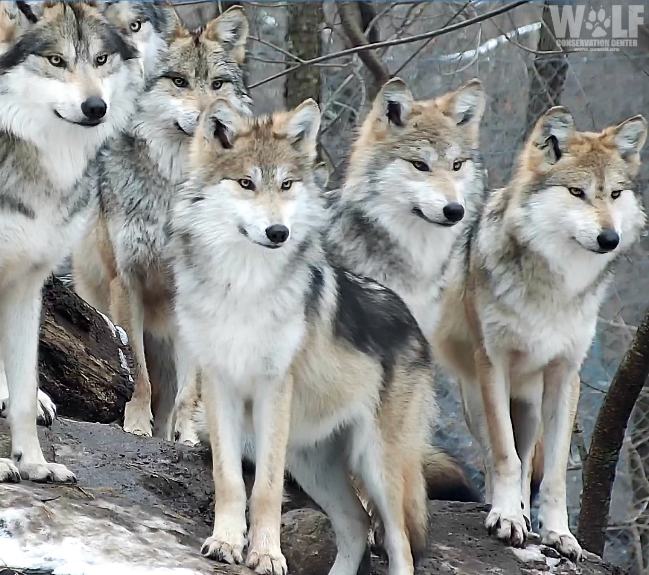 Wolf Conservation Center on Twitter: "Wolves rely on one another to function, thrive, + survive ...