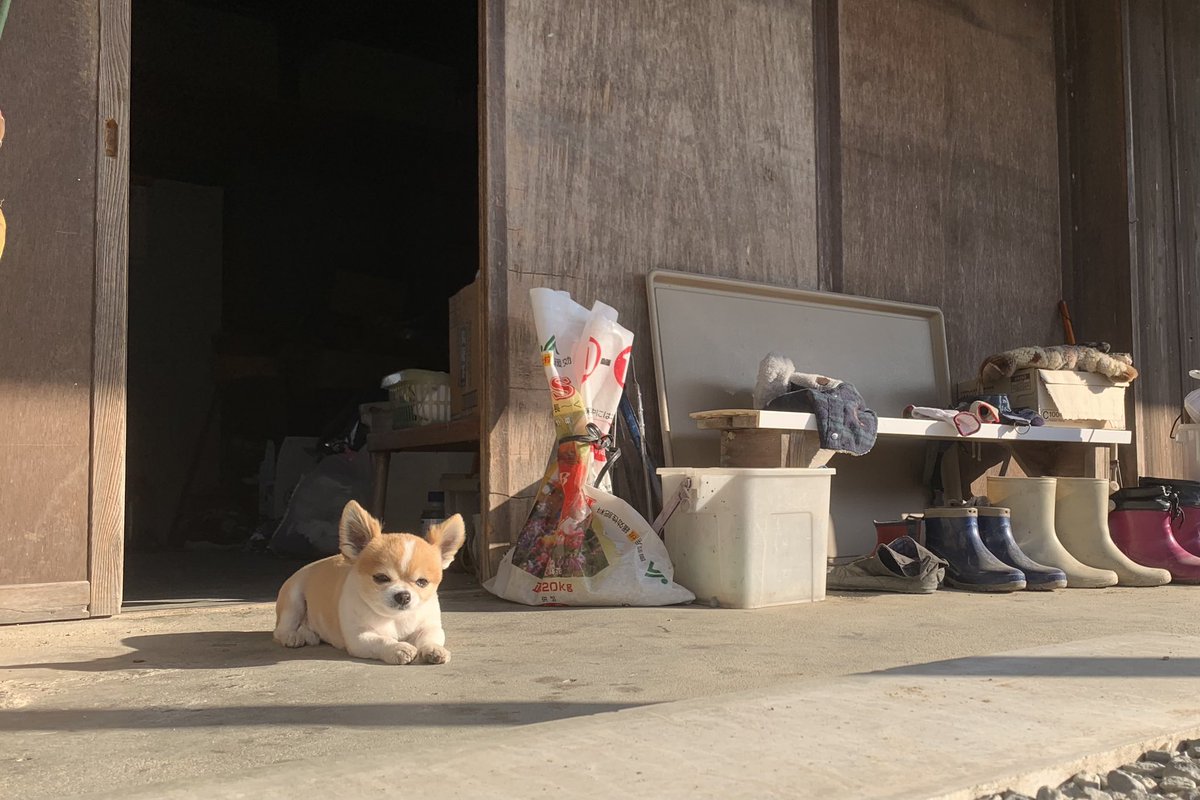 あうる on Twitter: "RT @chiwarwar: