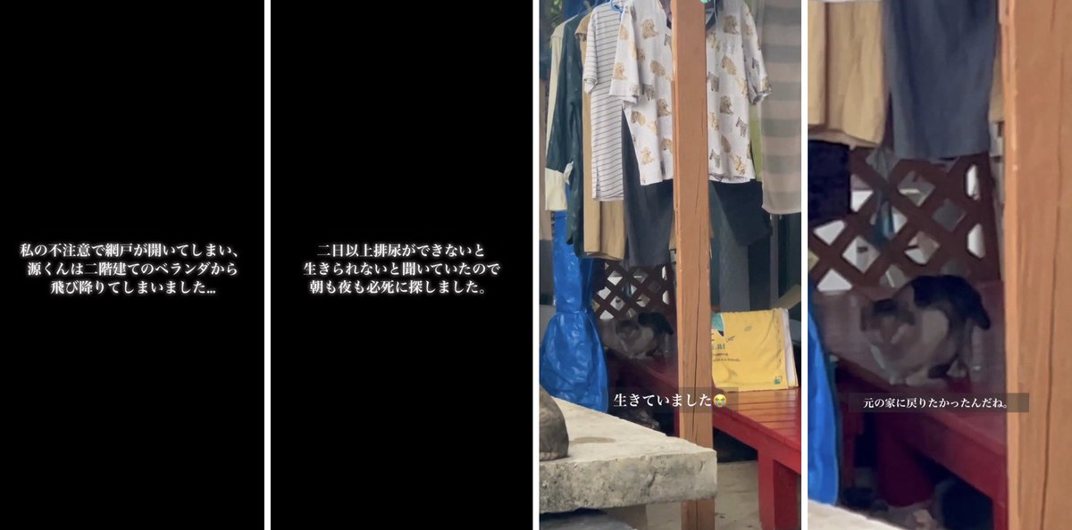 しらす On Twitter Rt Hanamameko 里親さんにより遺棄された源くん 下半身麻痺で排尿介助が必要です 免疫介在性溶血性貧血があり再発の可能性もあります もし本当