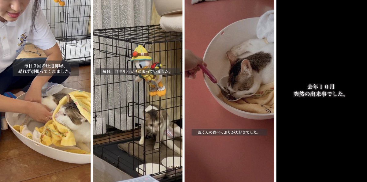 しらす On Twitter Rt Hanamameko 里親さんにより遺棄された源くん 下半身麻痺で排尿介助が必要です 免疫介在性溶血性貧血があり再発の可能性もあります もし本当