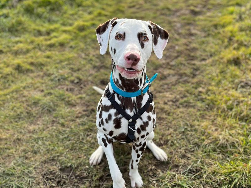 Black And White Spotted Dog