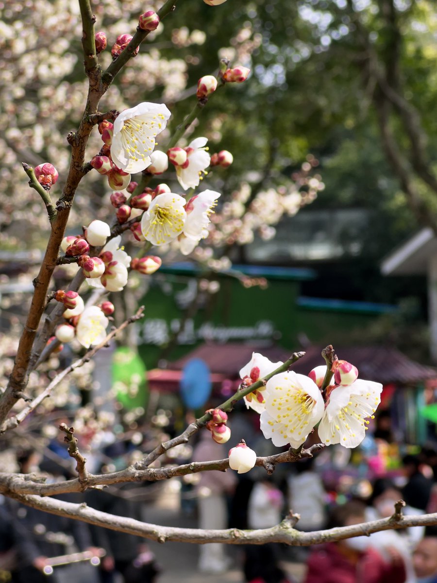 Tourists swarmed into the Plum Garden in west #Wuxi, #Jiangsu, on Feb ...
