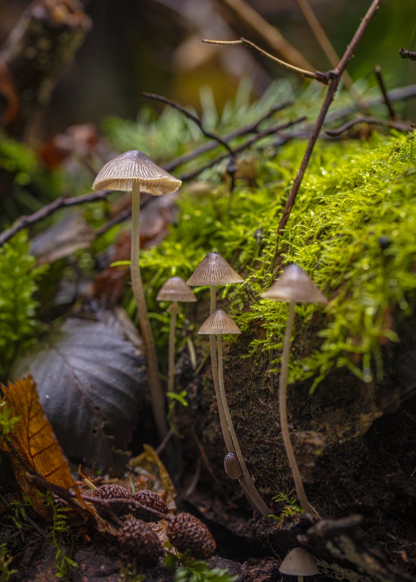 Great Lakes Fungi 🍄 on Twitter: "RT @AlisonAtwell: This cozy family … (easy to miss the little ...