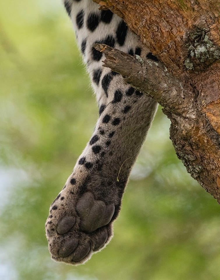 Shelly Force on Twitter: "RT @citrusfruit19: Leopard toe beans 🤎🐾🐆"