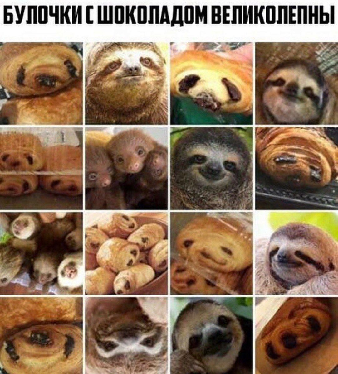 Russian Memes United On Twitter Chocolate Buns Are Incredible