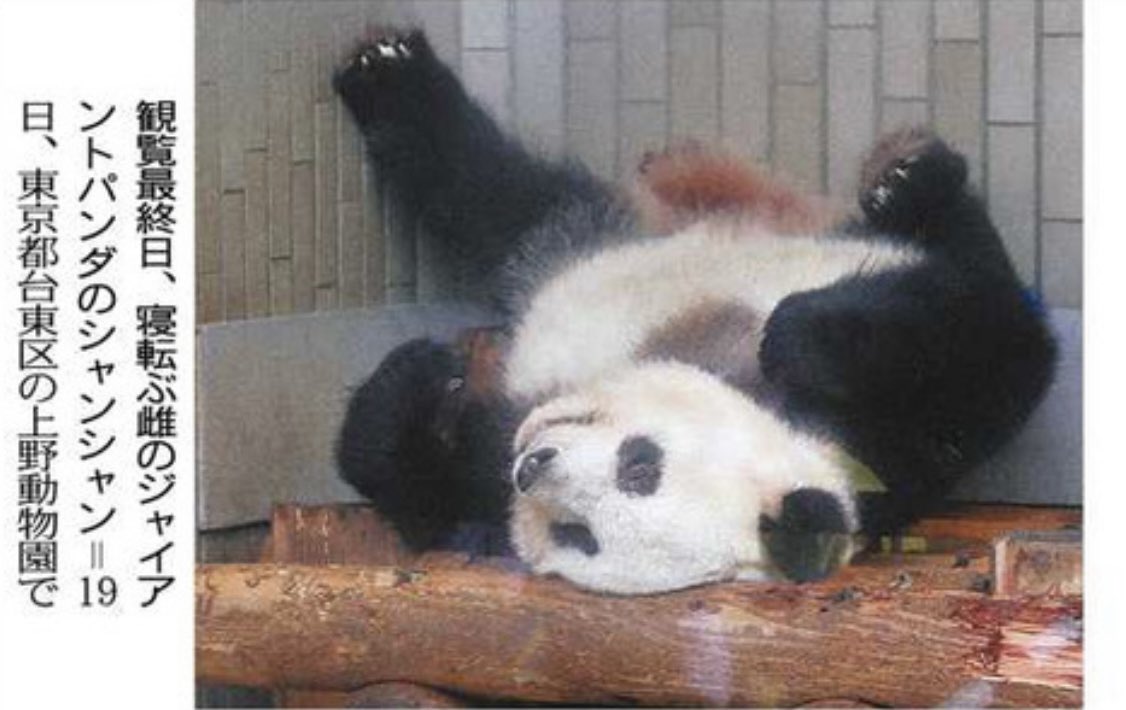 ぐるり東京 オフィシャル on Twitter: "紙面【社会】#シャンシャン 気をつけてね。きょう中国へ、空路5時間半。職員二人が現地の施設まで付き添う。ほか 詳しくは2023年2月21日付 ...