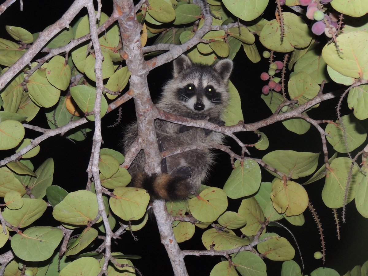 Video | Mapache está sana y salva: "Pese a la odisea que vivió está muy ...