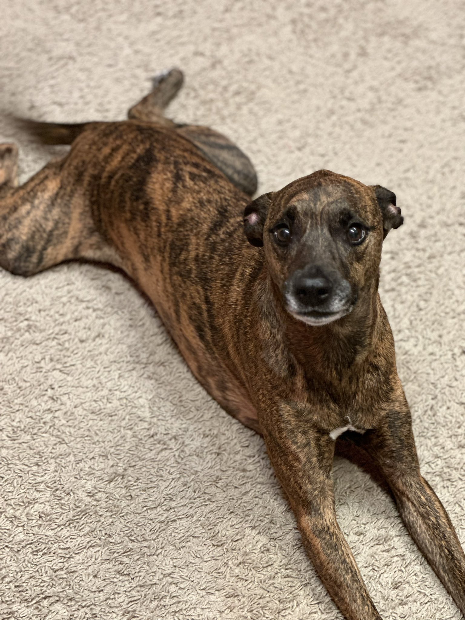 Whippet Plott Hound Mix