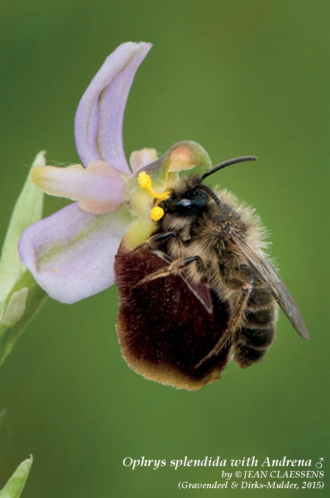 Orchids That Look Like Insects