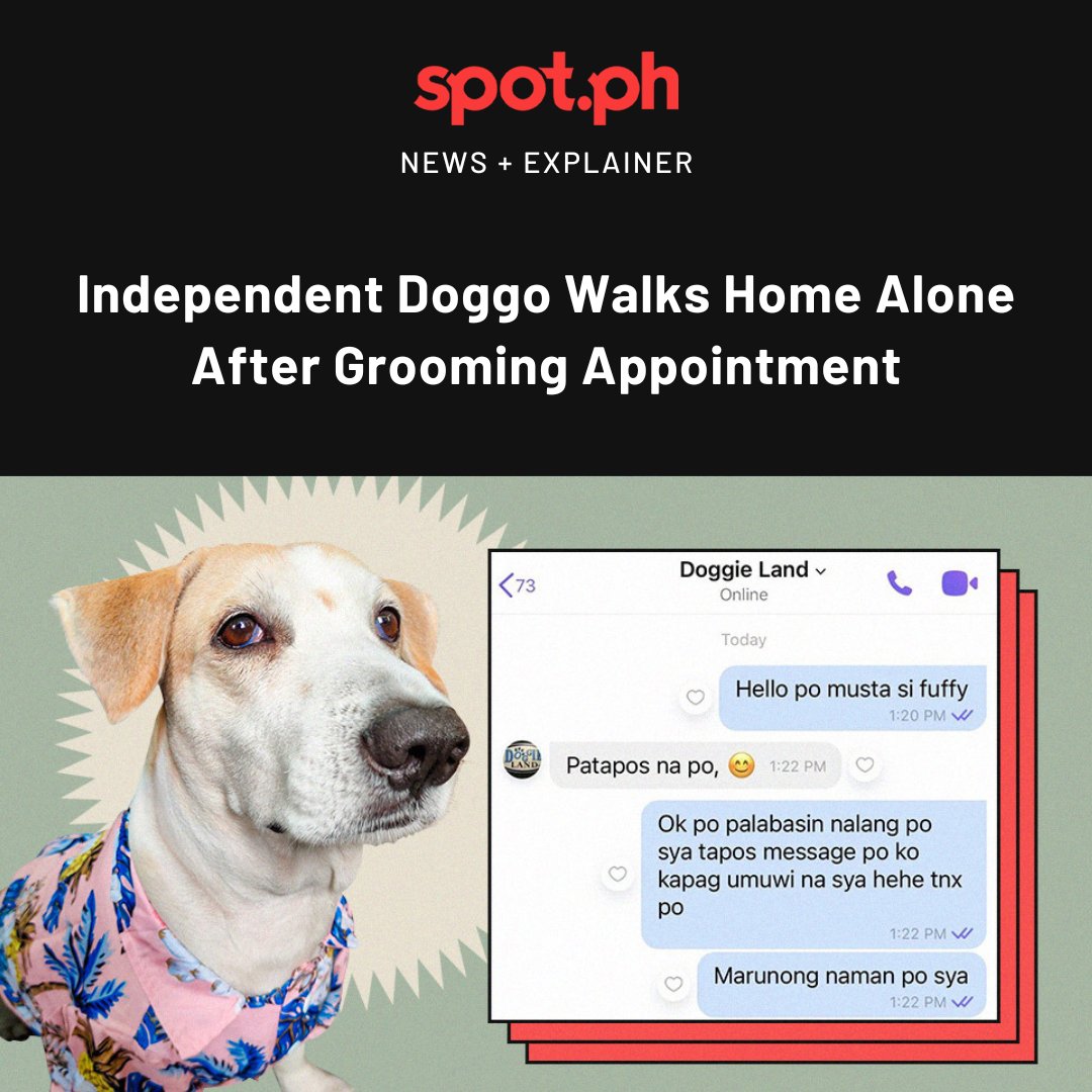 SPOT.ph on Twitter: "What a strong, independent doggo. https://bit.ly/3XLT9v1"