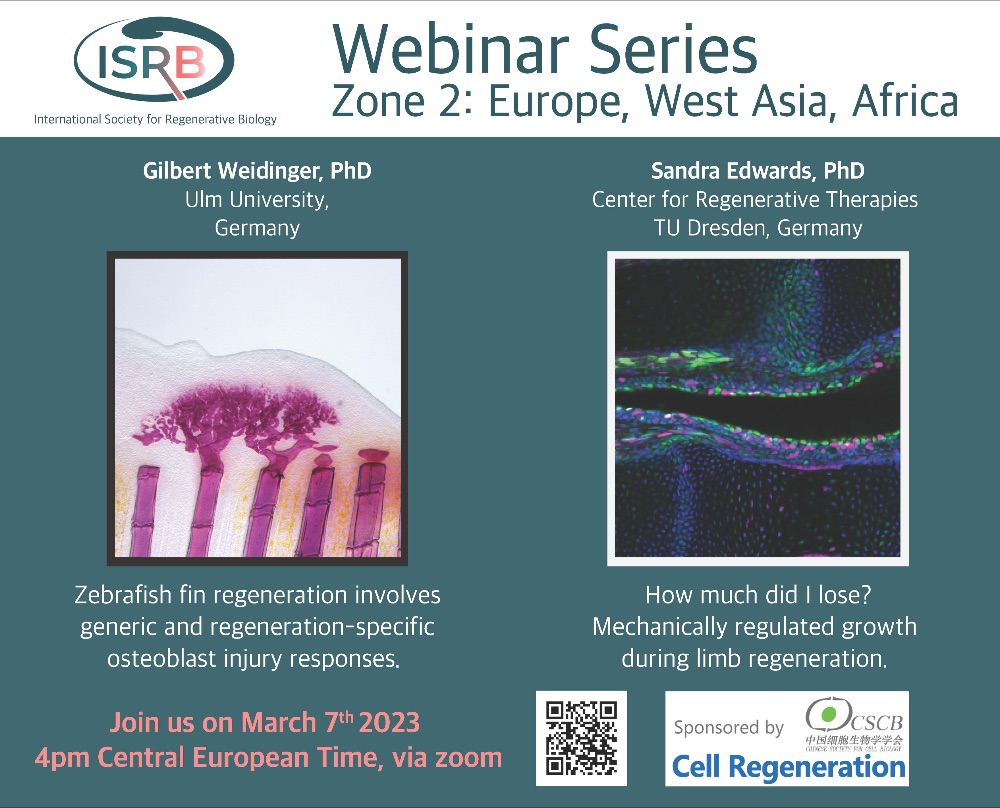 international-society-for-regenerative-biology-on-twitter-isrb