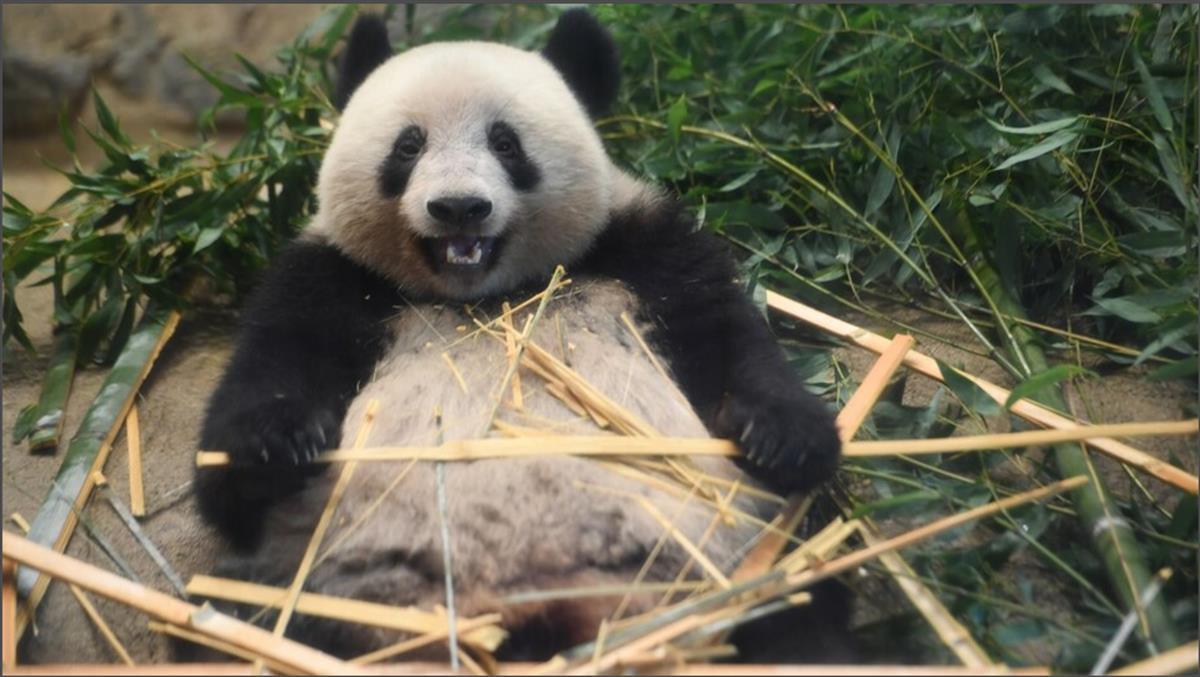 見外不怪 on Twitter: "#panda People flock to see giant panda Xiang Xiang ...