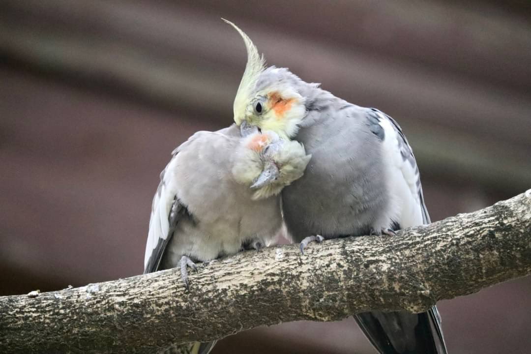 NOKTO on Twitter: "RT @kbird_official: うっとり☺️ #オカメインコ #仲良し #羽繕い #気持ちよさそう #キャンベルタウン野鳥の森"