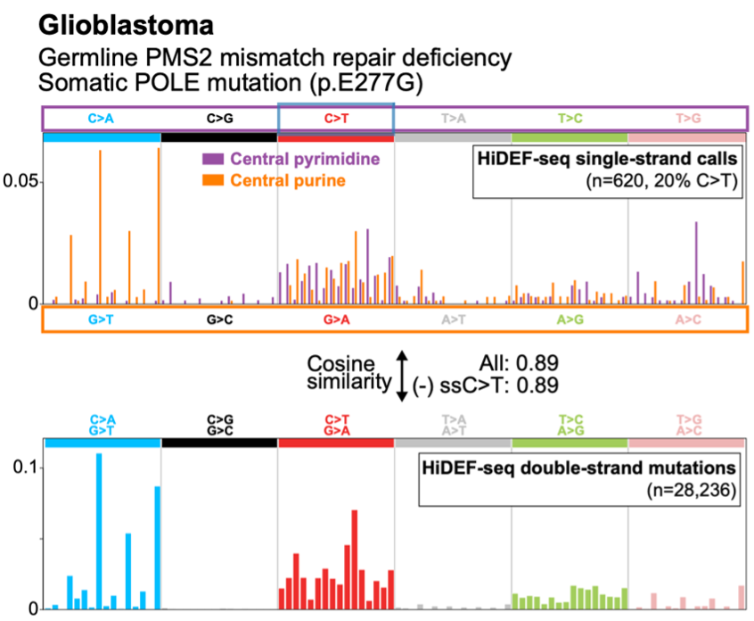🧬 Preprint 🧬 Most mutations begin as a change in only one of the two ...