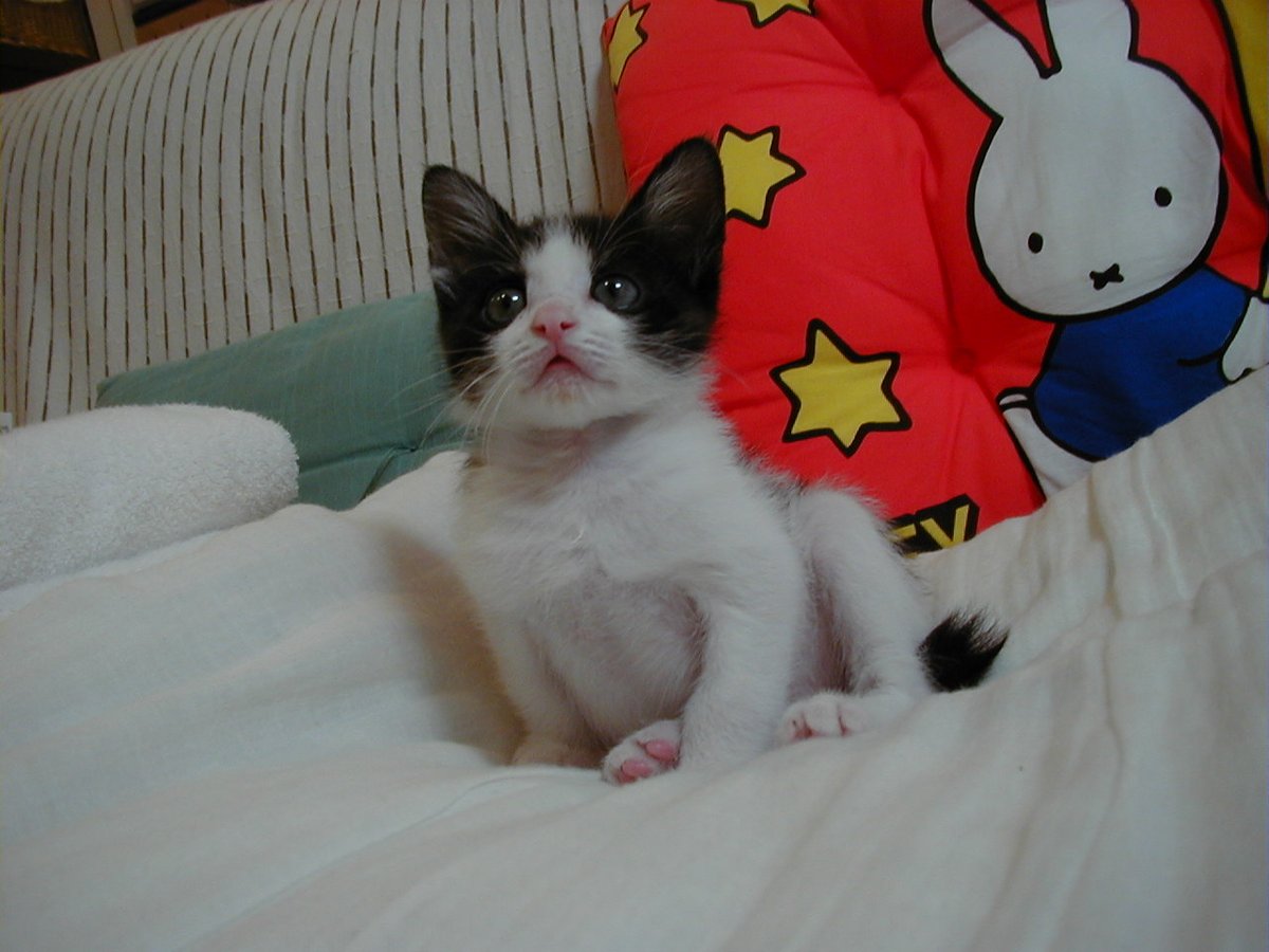 ブラスコウ/秋友克也 On Twitter 猫の日 猫の日2023 我が家の歴代猫だよ。