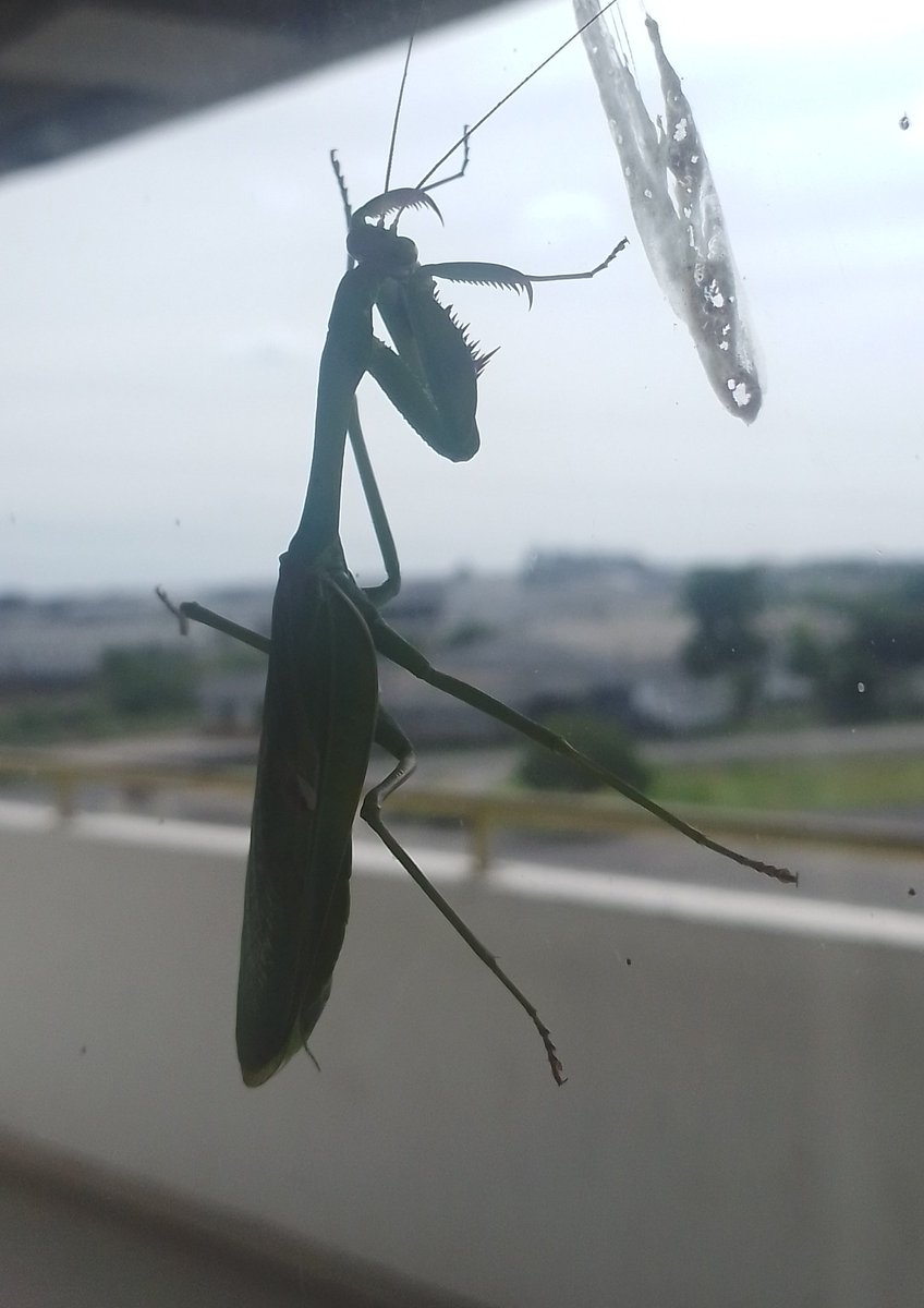 Bichodatos on Twitter: "Hola bichodatero, es Stagmatoptera diana, una mantis nativa de los ...