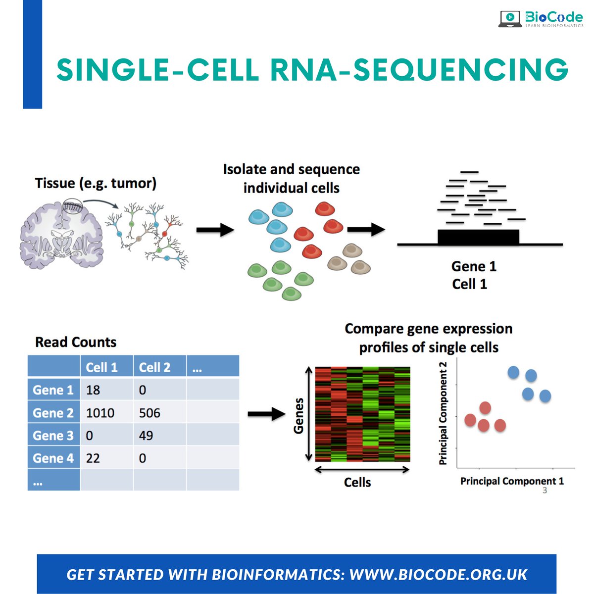 BioCode on Twitter: "Single‐cell #RNA-seq distinguishes each cell at the #transcriptomic level ...
