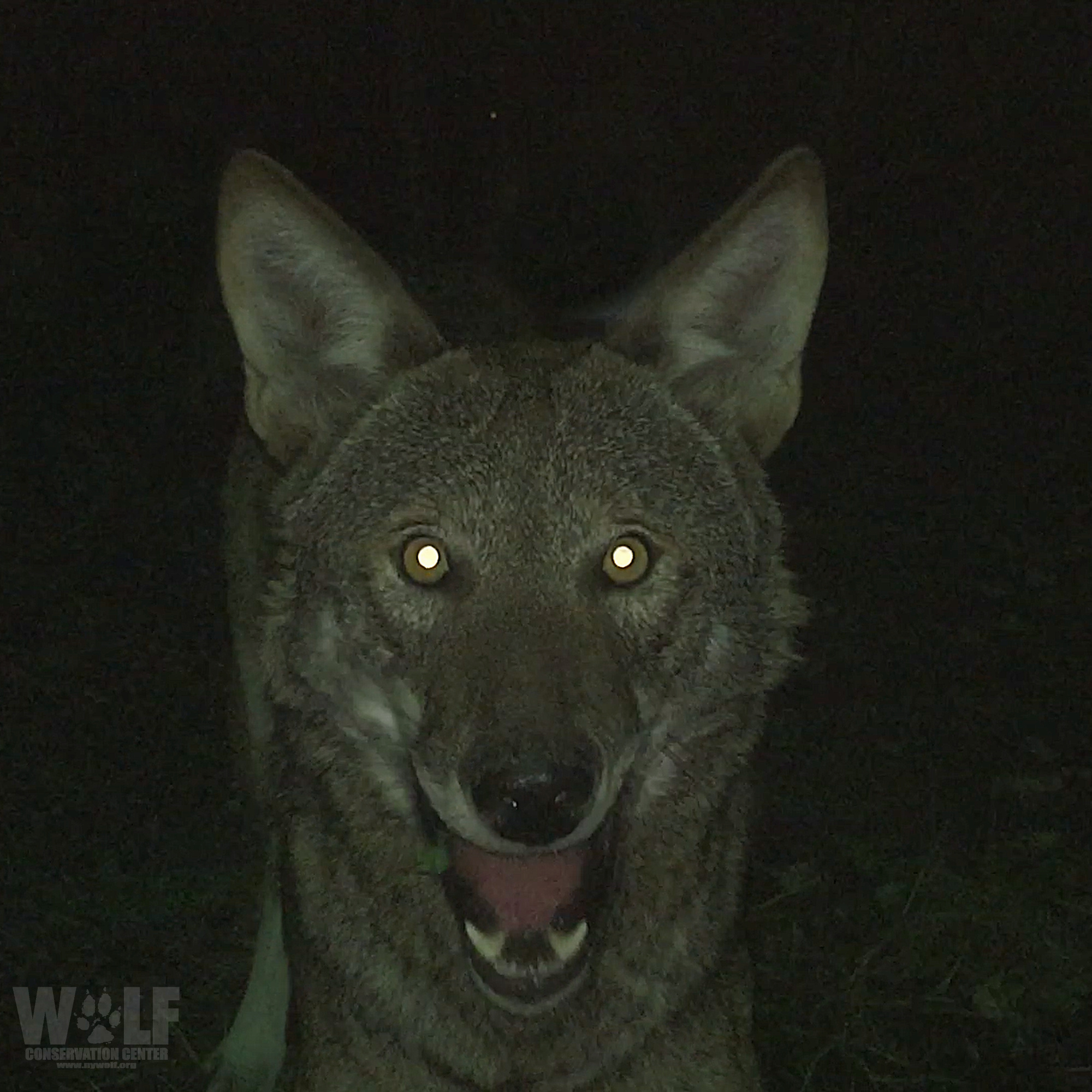 Coyote Eyes In The Dark