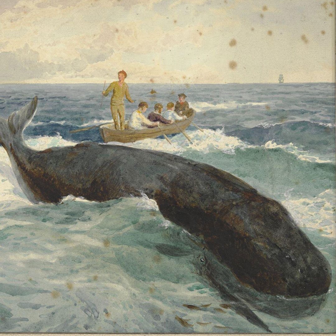 Nautical 1900s... 🌊🐳 In love with these Charles Collins watercolours ...