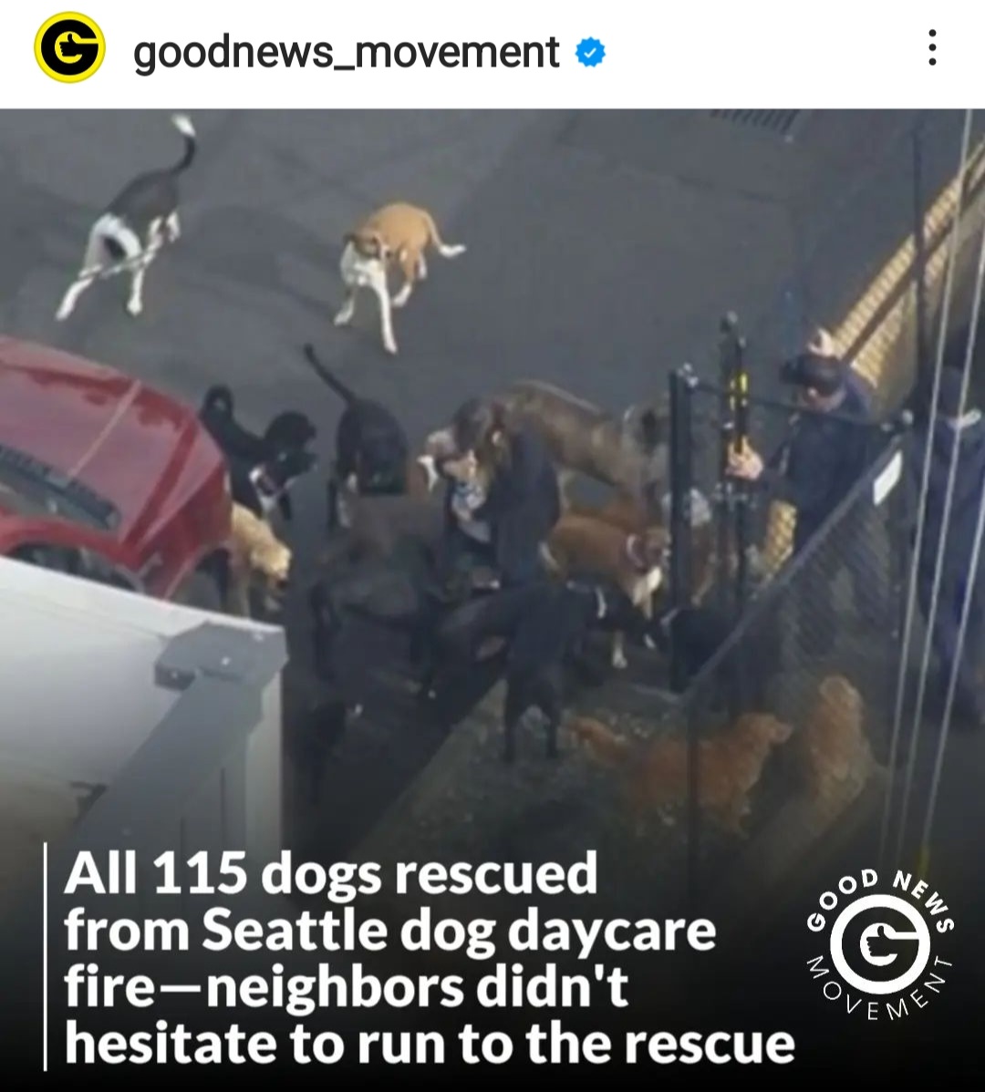 Good Dog Greg