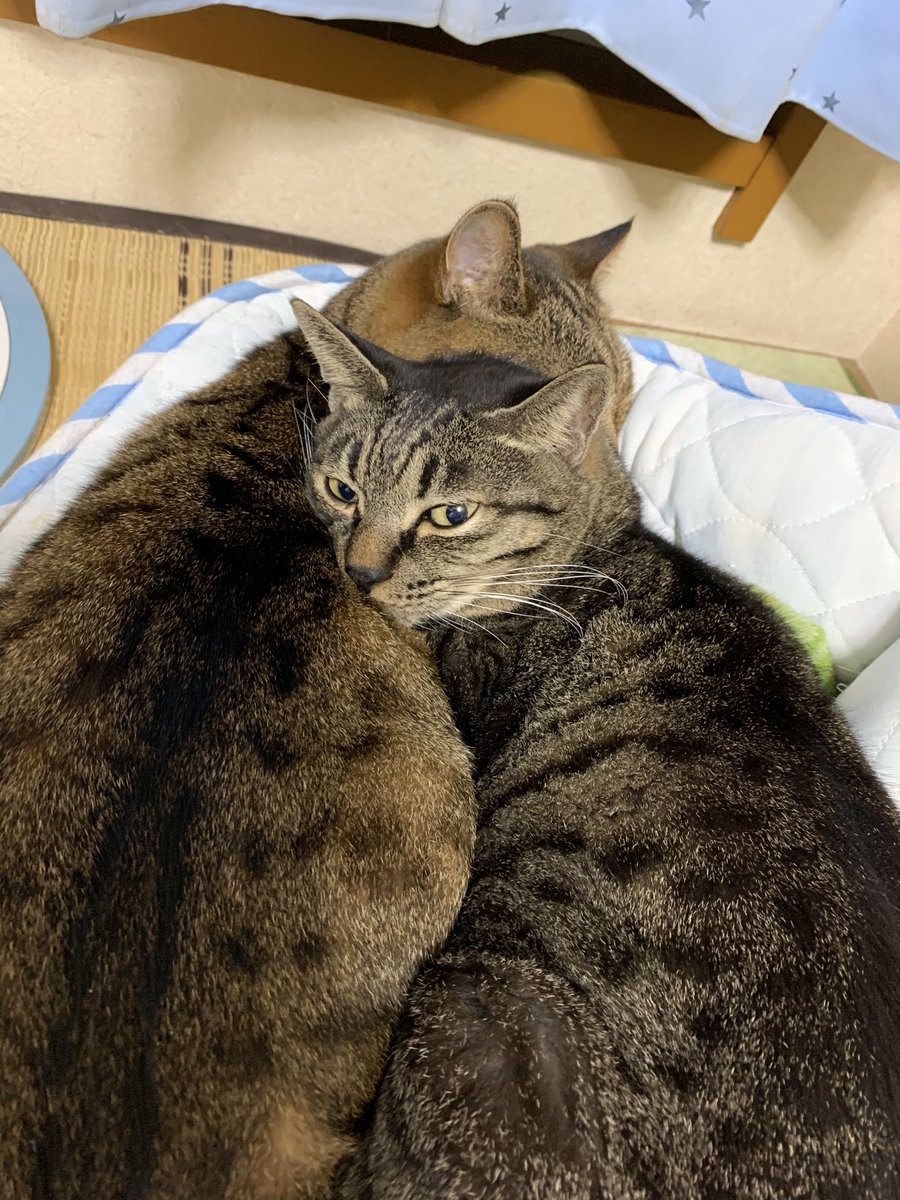 つかちゃん@物欲王 On Twitter Rt Ichika0930dream 猫の日 猫の日2023 猫 猫のいる暮らし