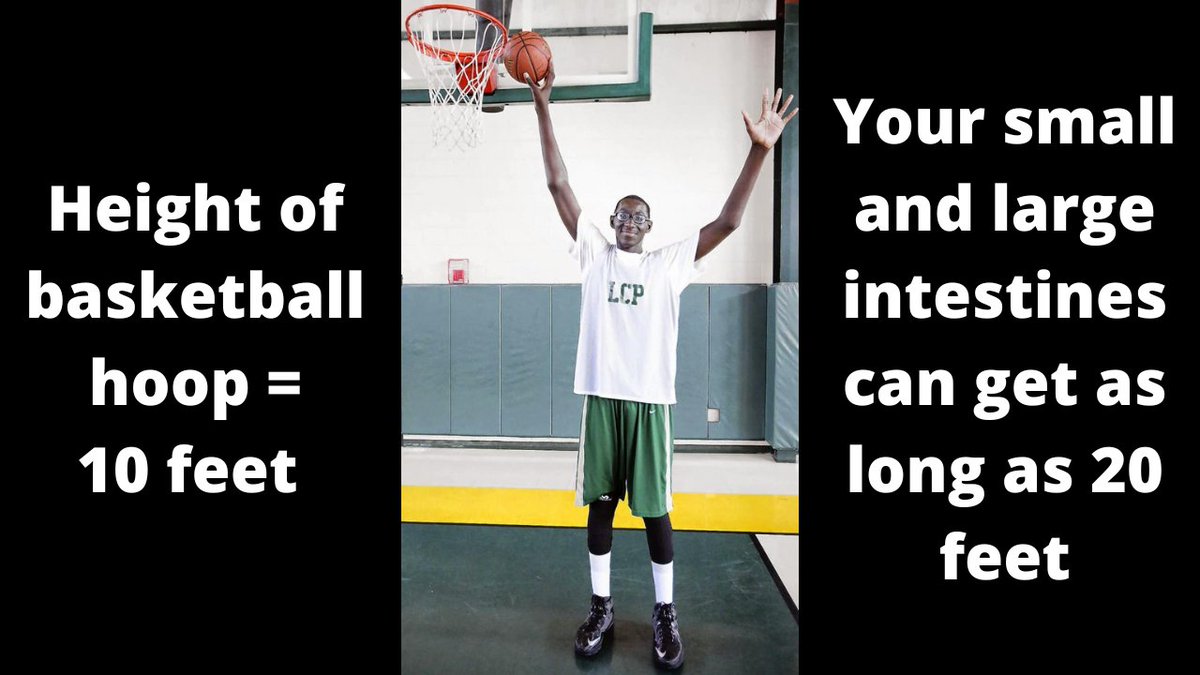 Are You Struggling with Gut Health? Are You Finding It Hard to have ...